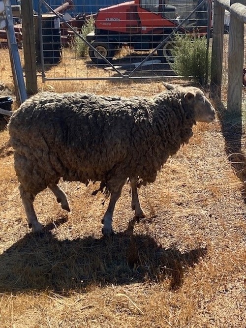 Pound » Shire of Capel